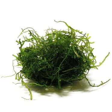 Java Moss - Easy Live Fresh Water Aquatic Plant for Fish Tank, Floating ...