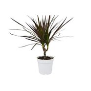 Nature's Way Farms Dracaena Marginata Magenta Live Plant for Indoor ...