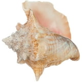 Decorative Natural Conch Sea Shell - Garden Quality 6"-8", Imperfect ...