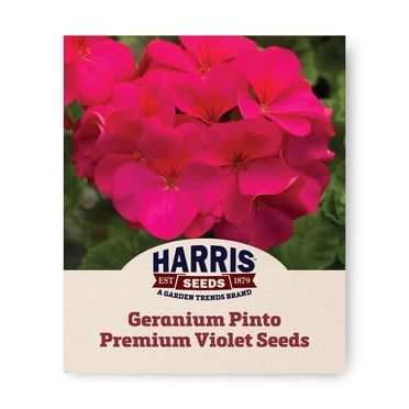 Geranium Maverick Collection F1 Seed - Walmart.com