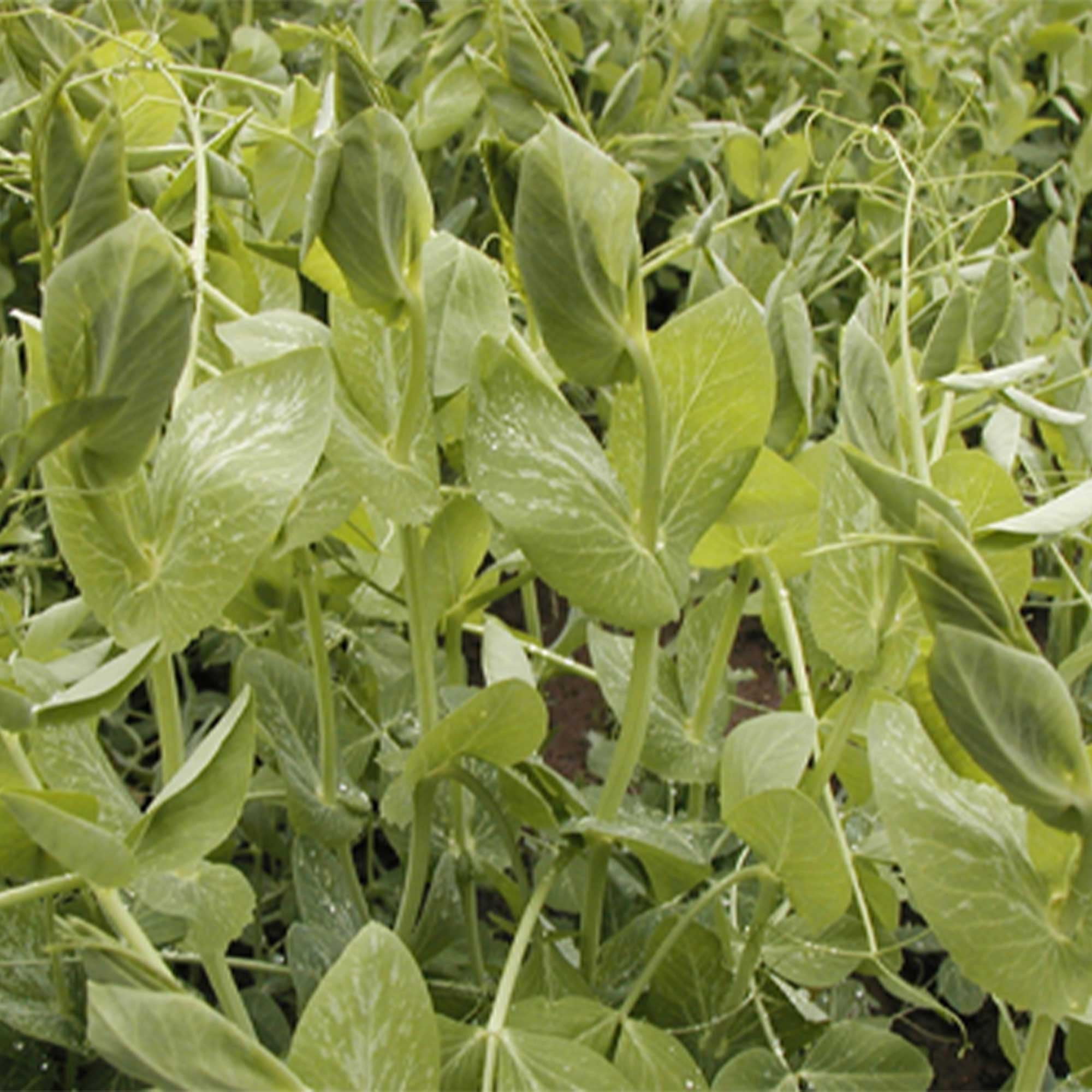 Pea Seeds - Usui - 20 g Packet ~80 Seeds - Non-GMO, Heirloom - Asian ...