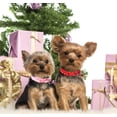 Cat Collar with Bell, Cute XXS Kitten Collars Soft Puppy Collar with ...