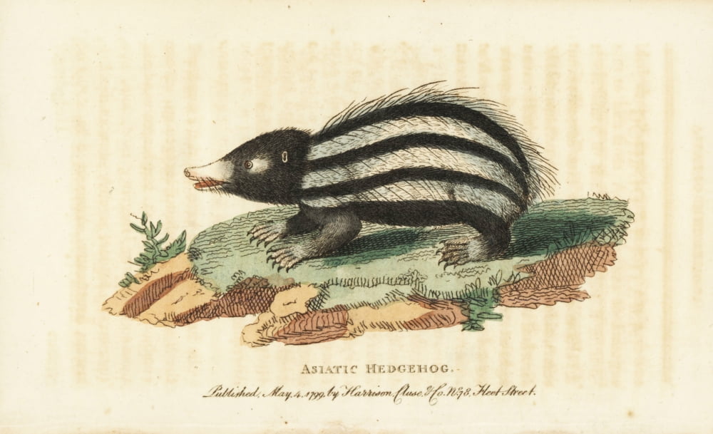 Highland Streaked Tenrec