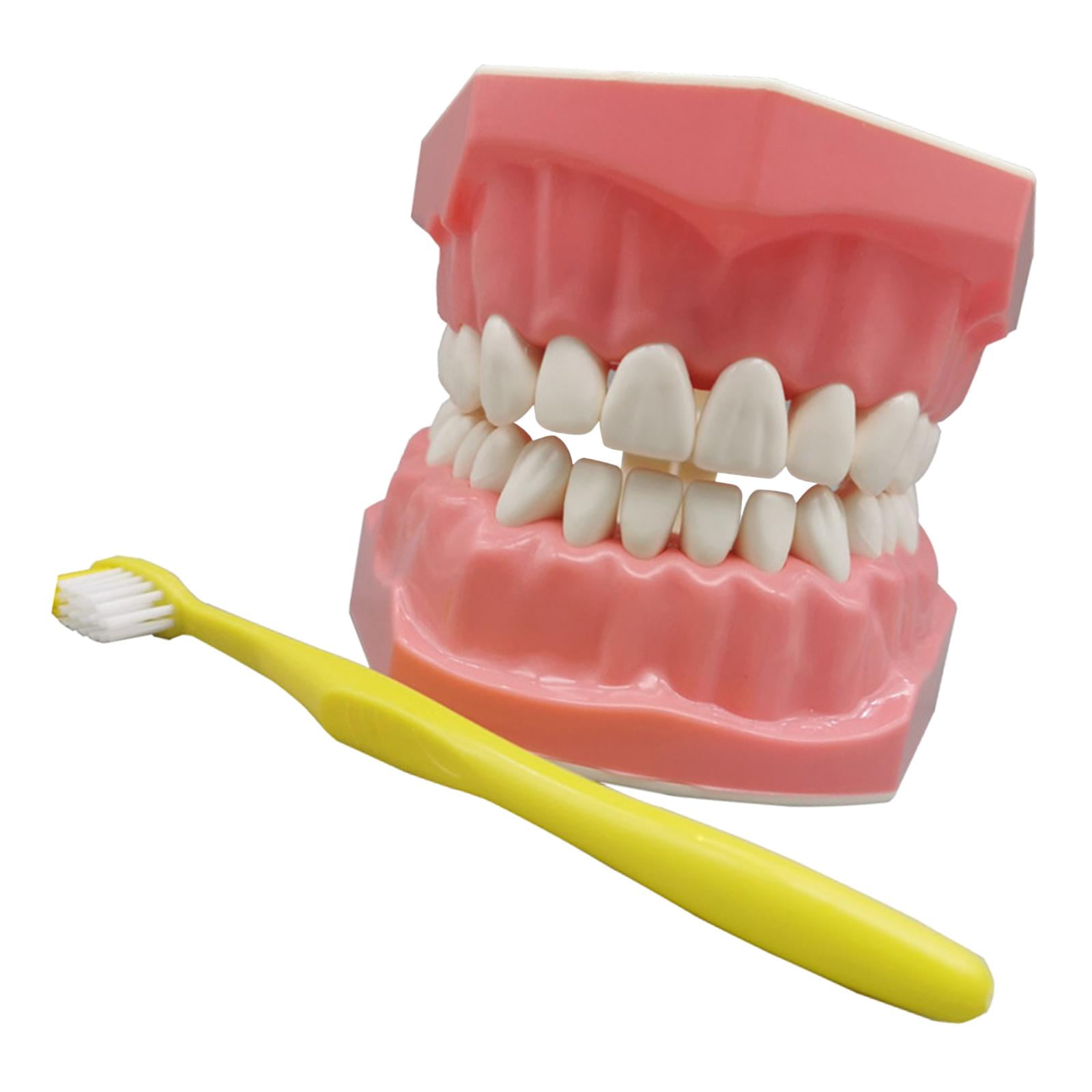 modelos de dientes,modelo de diente modelo de cepillado de dientes ...