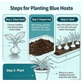 Hosta Planting--(Non-Artificial)-Rare Species Ornamental Value-Bloom ...