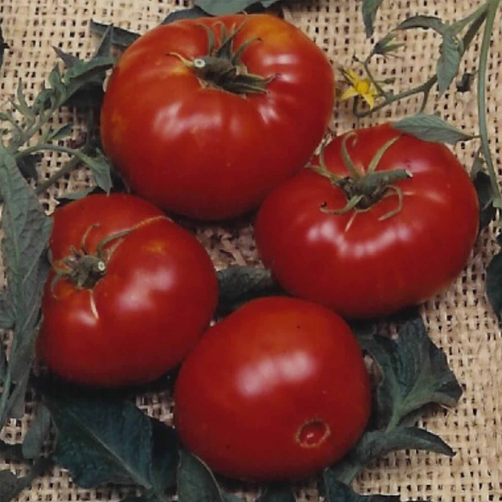 Tomato Garden Seeds - Brandywine Red - 0.25 Oz - Non-GMO, Heirloom ...