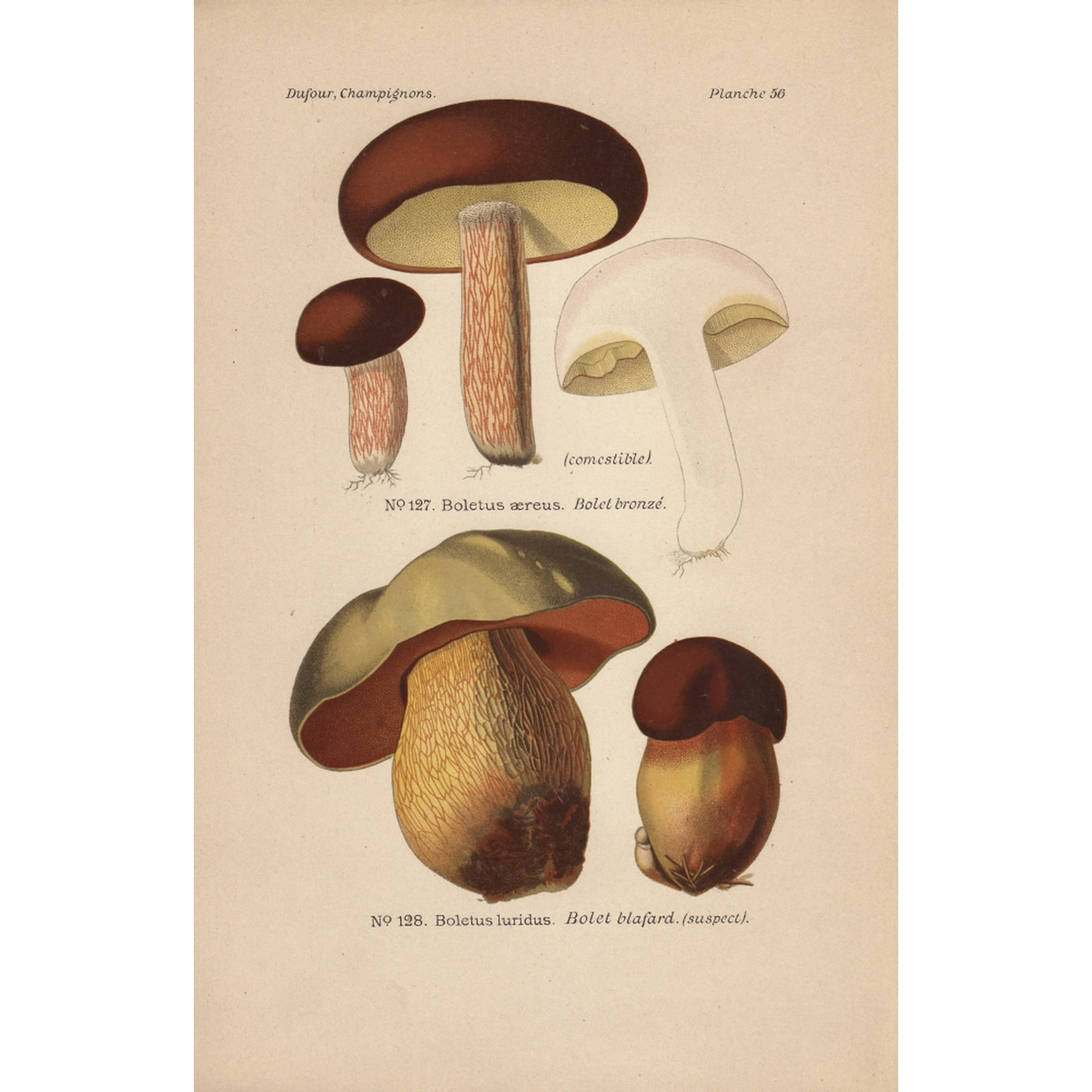 Boletus Slide