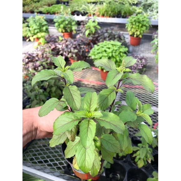 Holy Basil Plants