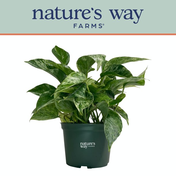 Nature's Way Farms Pothos Marble Queen Live Plant (8-15 inches tall) in ...