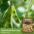 2 packs Chiba Green Soybean Seeds - Non-GMO Heirloom Full Sun Annual ...