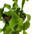 Florida House Plants Curly Sue 4" Pink Curly Locks Orchid Cactus Live ...