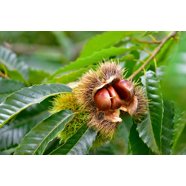 4-5 Ft Hybrid American Chestnut Tree - Attracts Wildlife - Delicious ...