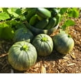 TomorrowSeeds - Round Zucchini Seeds - 90+ Count - For 2025 Planting ...