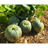 TomorrowSeeds - Round Zucchini Seeds - 90+ Count - For 2025 Planting ...