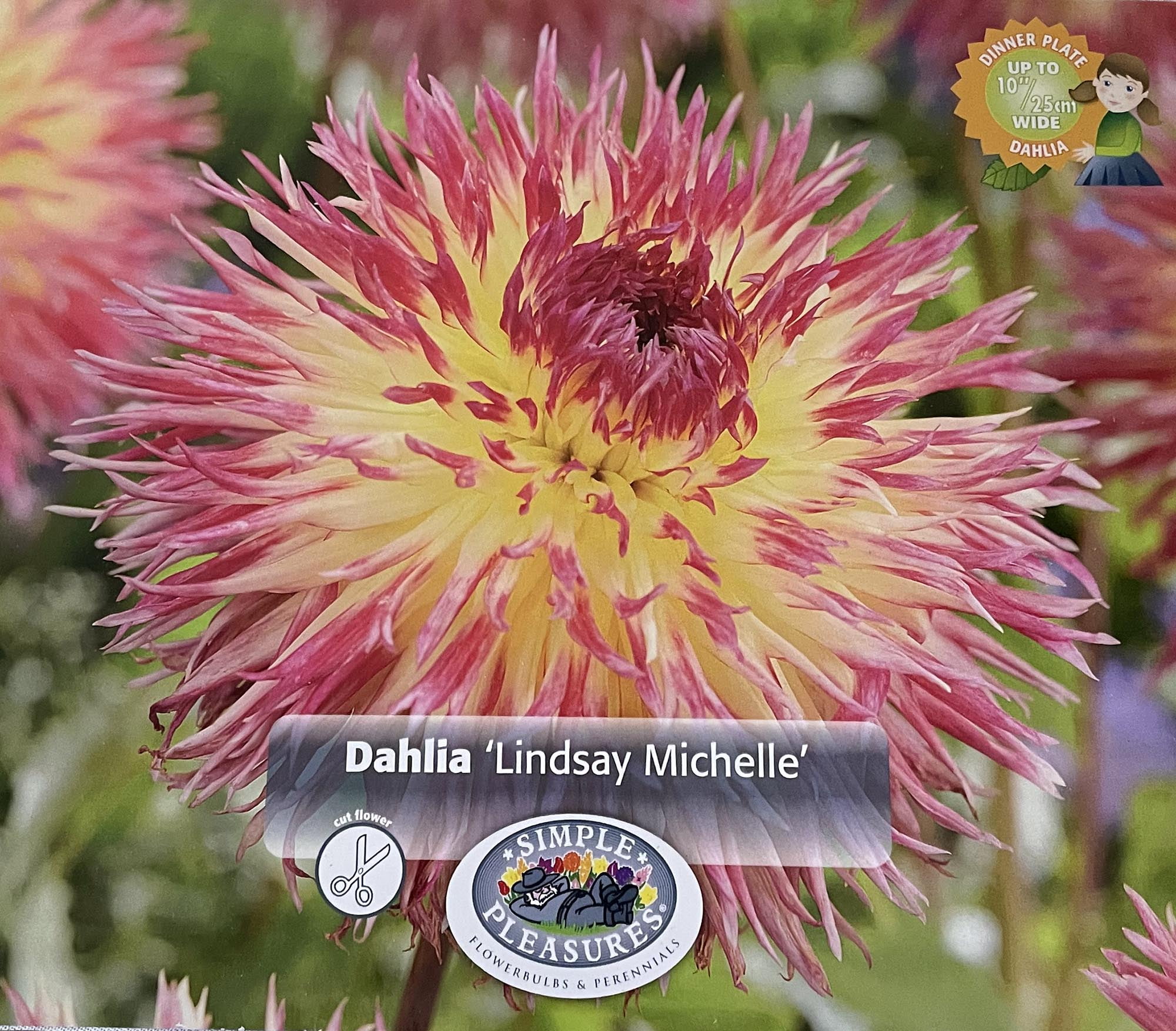Lindsay Michelle Dahlia - Dinnerplate Fimbriata Flower - #1 Size Root Clump - NEW - Walmart.com
