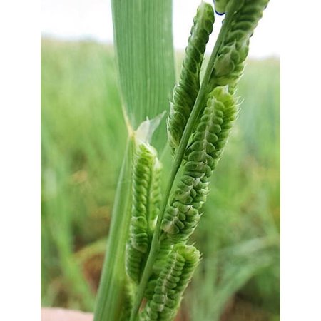 20 GIANT BUR REED Sparganium Eurycarpum Wetland White Flower Seeds ...