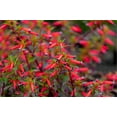 Seedville USA, 10 Red Firecracker Plant, Mexican Firecracker, Cuphea ...