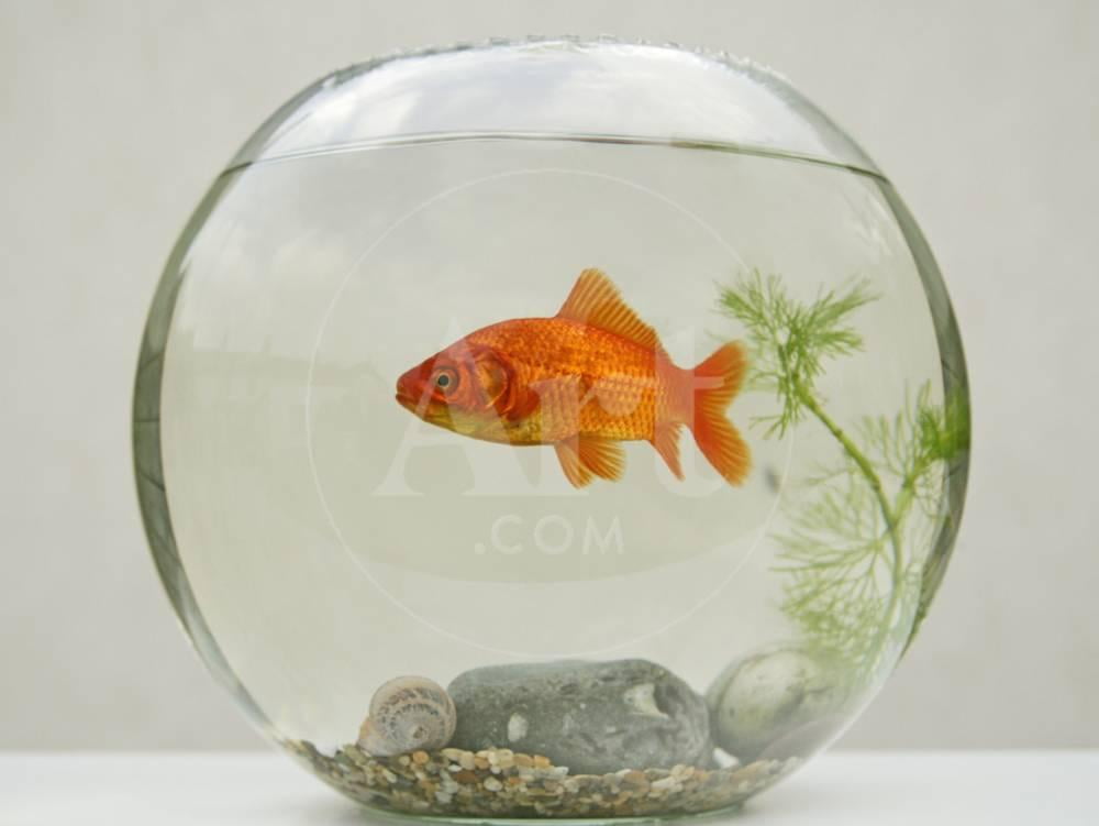 Common Goldfish In Bowl