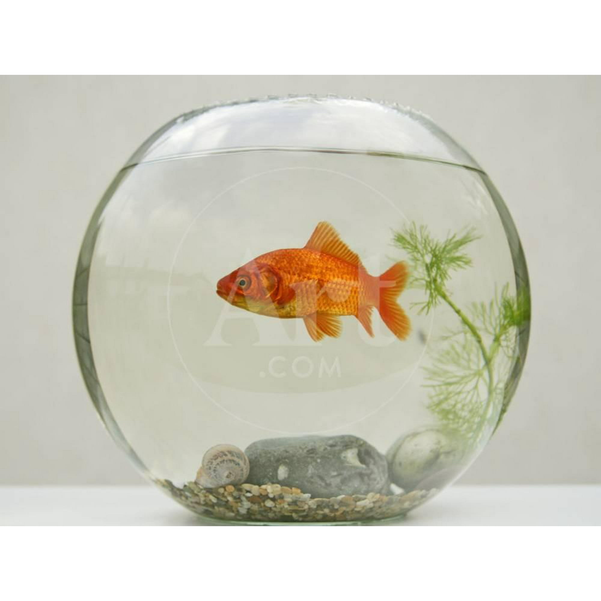 Unique Goldfish Bowls