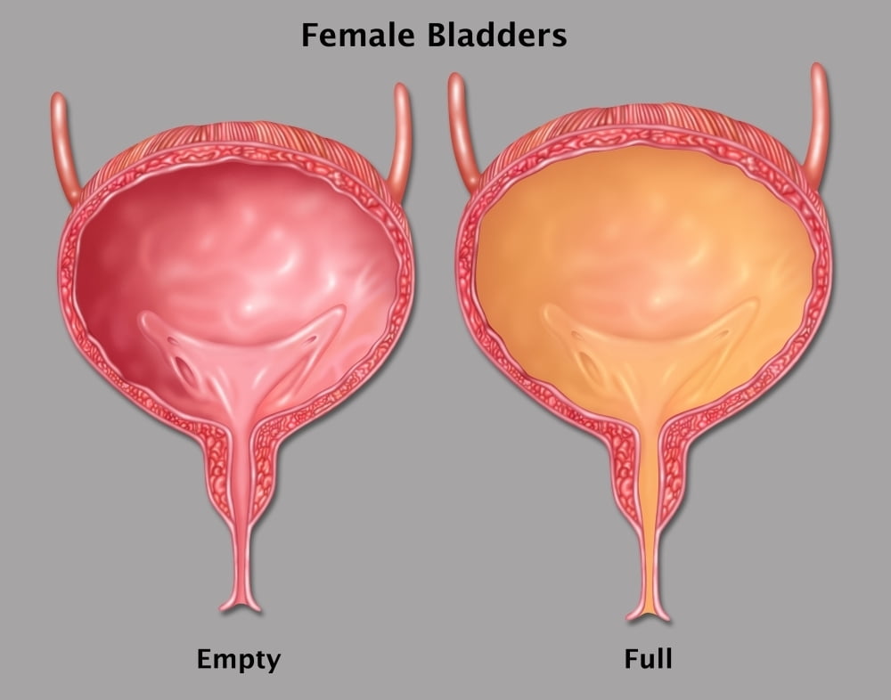 Empty And Full Female Bladder Illustration Poster Print By Gwen Shockeyscience Source 24 X 18