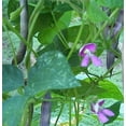 Black Turtle Heirloom Bush Bean - Hardy Plants Grow to 18-24" -Very ...