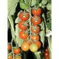 100 Seeds Red SWEETIE CHERRY TOMATO Super Sweet 1" Lycopersicon Fruit ...