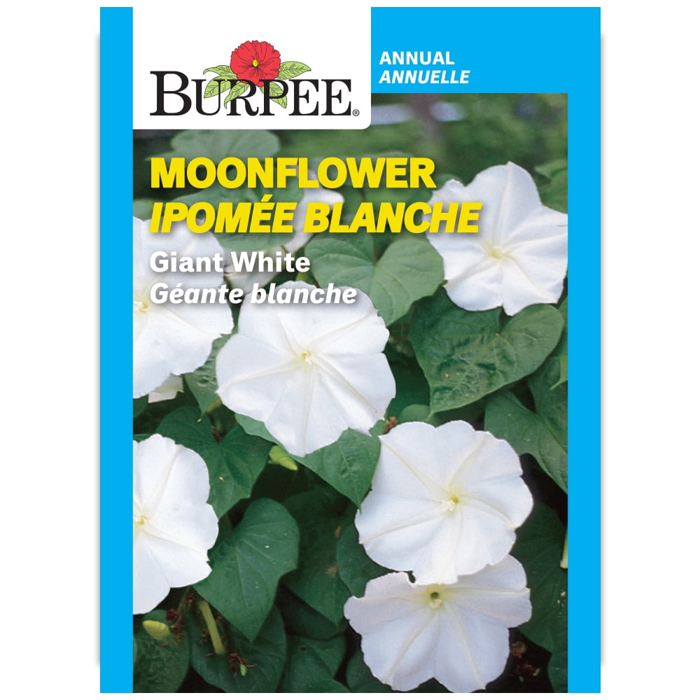Click here for Burpee Canada Burpee Giant White Moonflower prices