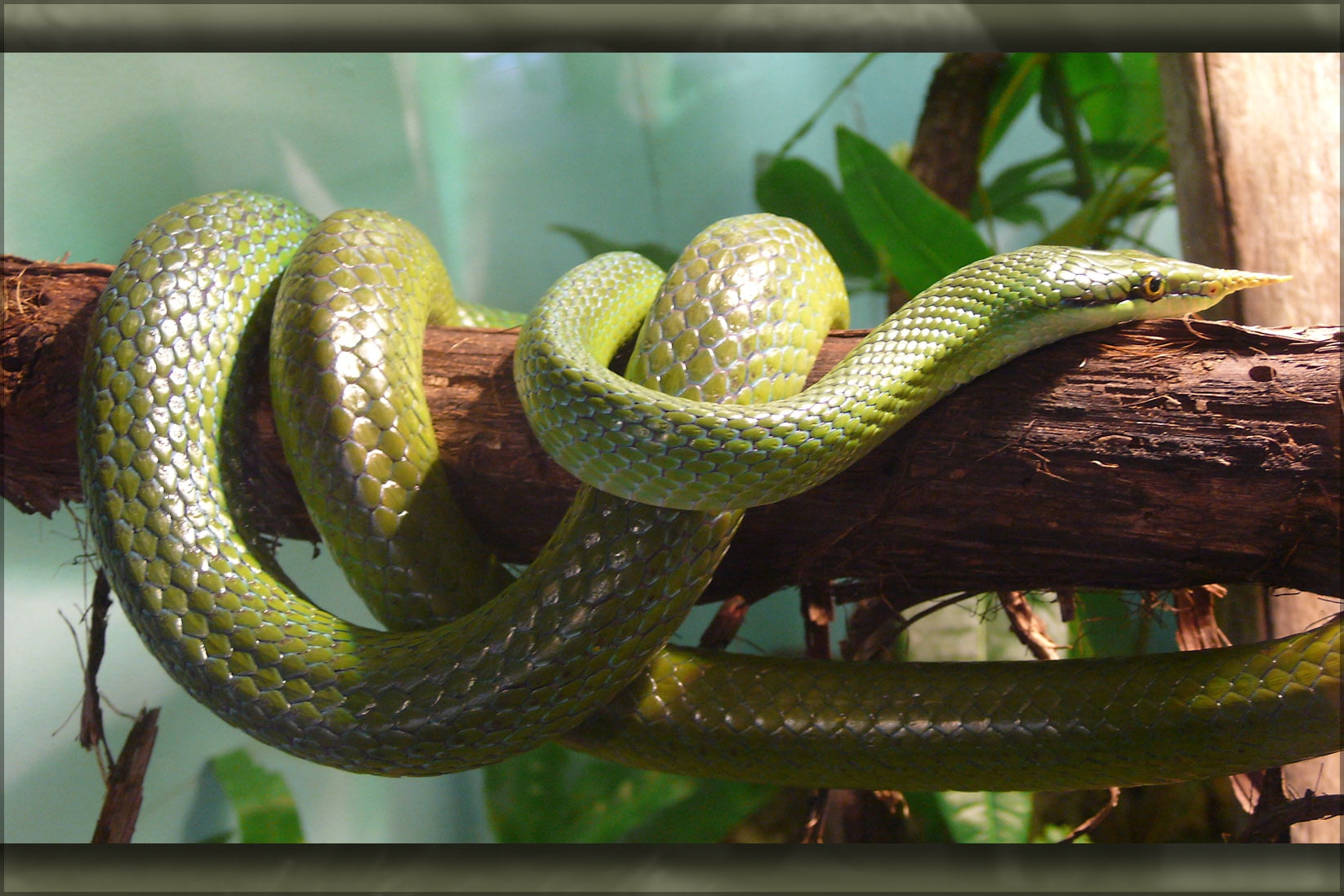 24"x36" Gallery Poster, Vietnamese Long-Nosed Snake (Rhynchophis ...
