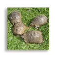 3drose, Testudo Iberia - Animals, Ibera Greek Tortoise, Land Turtles ...