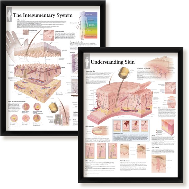 Set of 2 Framed Medical Posters The Integumentary System and ...