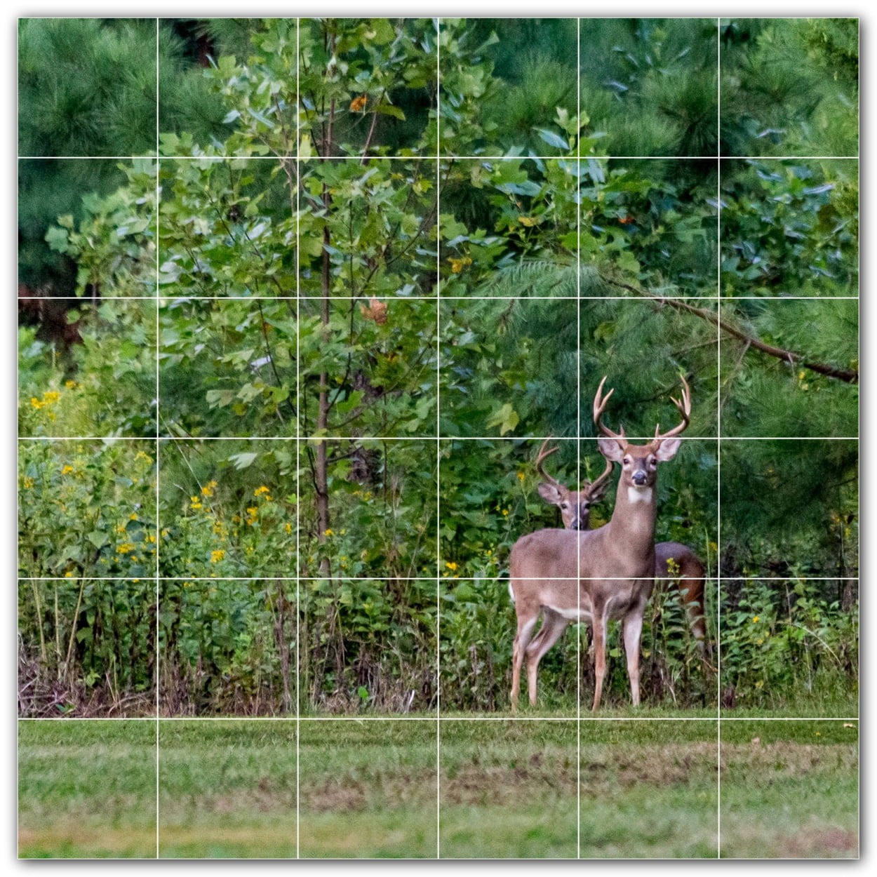 Picture-Tiles.com: Deer Ceramic Tile Wall Mural WAL500458-66XL. 72"W x ...