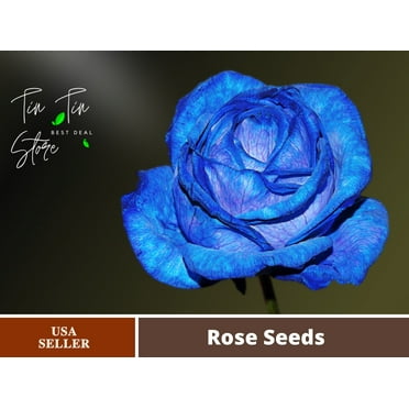 30 Rare Black Heart White Rose Flower Seeds, Rose Bush Planting, Buy 4 ...