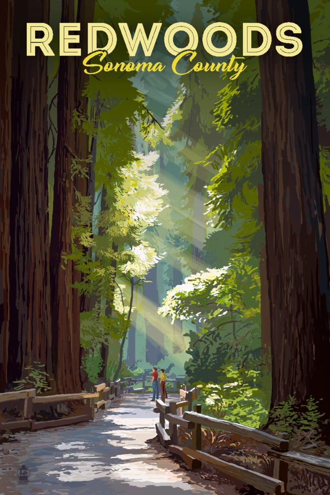 Sonoma County, California, Redwoods, Pathway in Trees (12x18 Wall Art ...