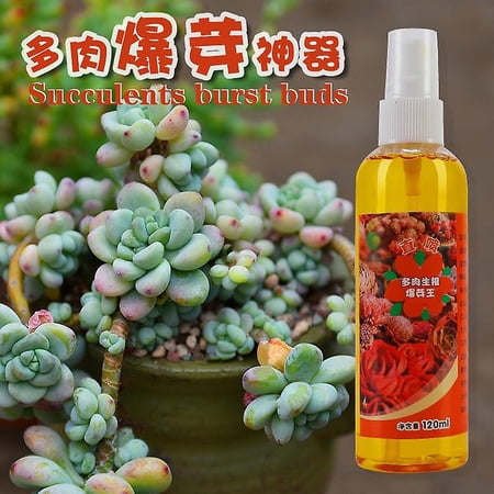 Tib Succulents Rooting, Bursting Buds, Color Enhancement, Nutrient ...