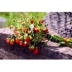 100 Seeds VESCA BARON STRAWBERRY Solemacher Berry Fragari Fruit Seeds ...