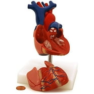 4D Human Heart Anatomy Model Science Kit - Walmart.com