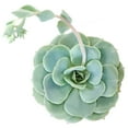 Echeveria Atlantis (2"+ Plastic Pot) - Tiny, Lovely, Easy to Care ...