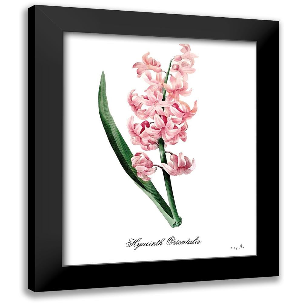 Sophie 6 20x24 Black Modern Framed Museum Art Print Titled - Hyacinth ...