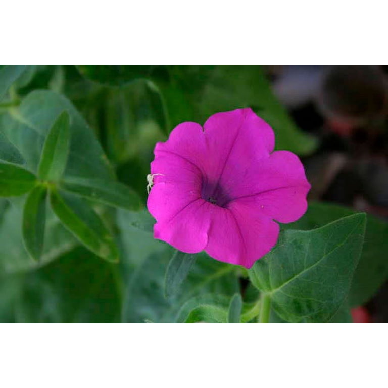 Petunias Plant Names