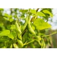 Food to Live Black Turtle Beans, 10 lbs — Sproutable, Kosher, Raw ...