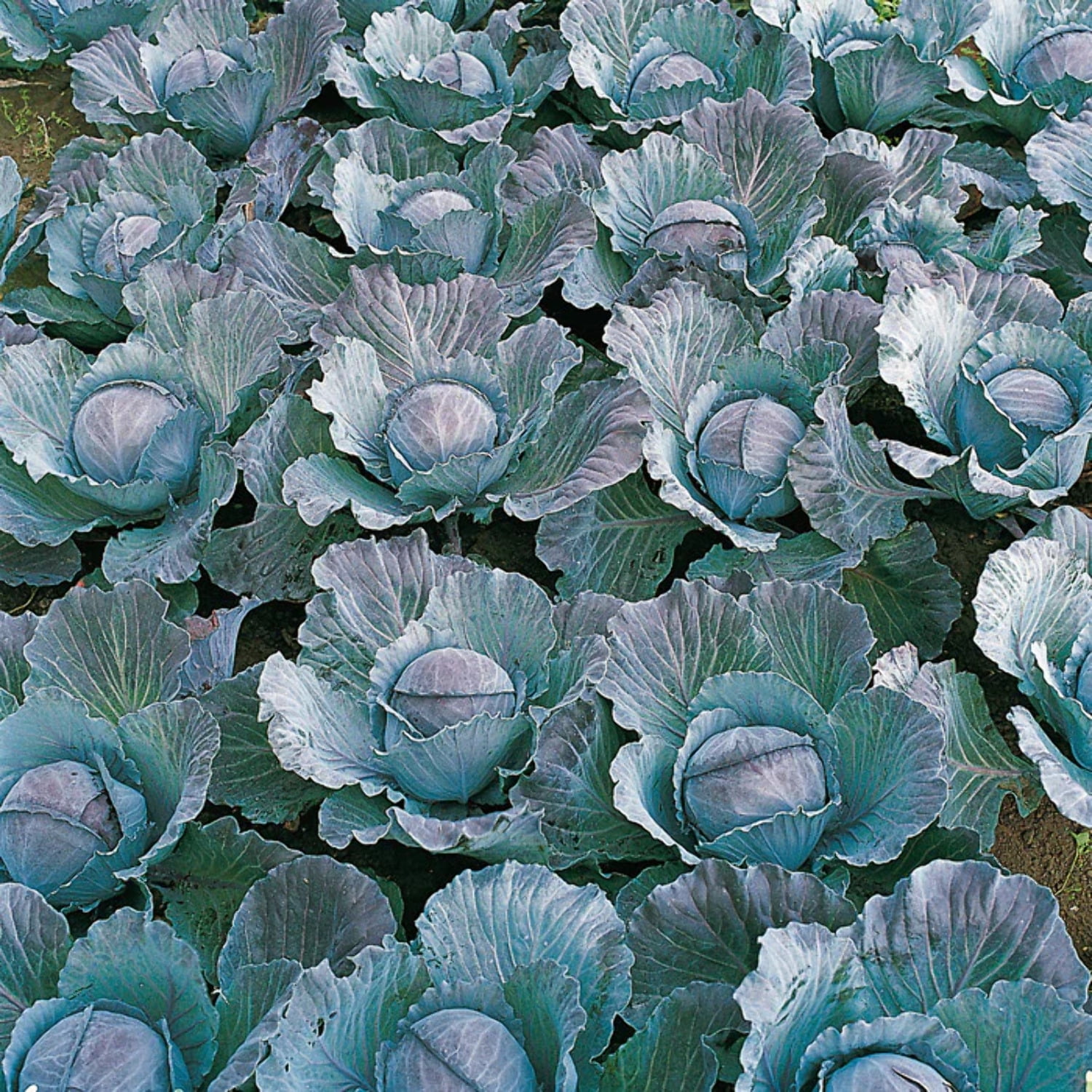 Cabbage Seeds - Integro Organic Variety Cabbage Seeds - Non-GMO - 50 ...
