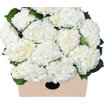 Arabella Bouquets, 12 Farm-Fresh Blue Hydrangea, Fresh-Cut Flowers ...