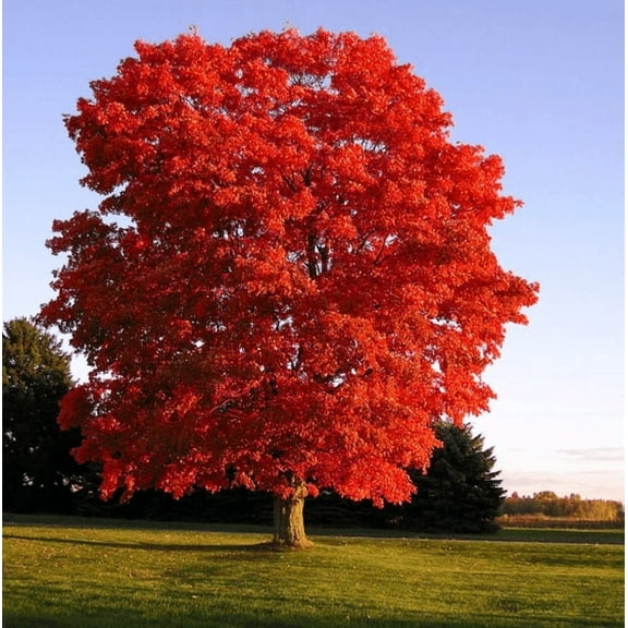 Celebration Maple Tree Live for Planting, Shade Tree Seedlings, Cold ...