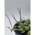 String of Turtles, Peperomia prostrata, Vining Plant, Live in a 4 inch Pot by BubbleBlooms ...