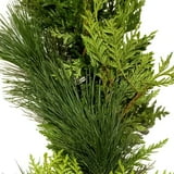 National Plant Network 20' Fresh Cut Cedar and White Pine Garland ...