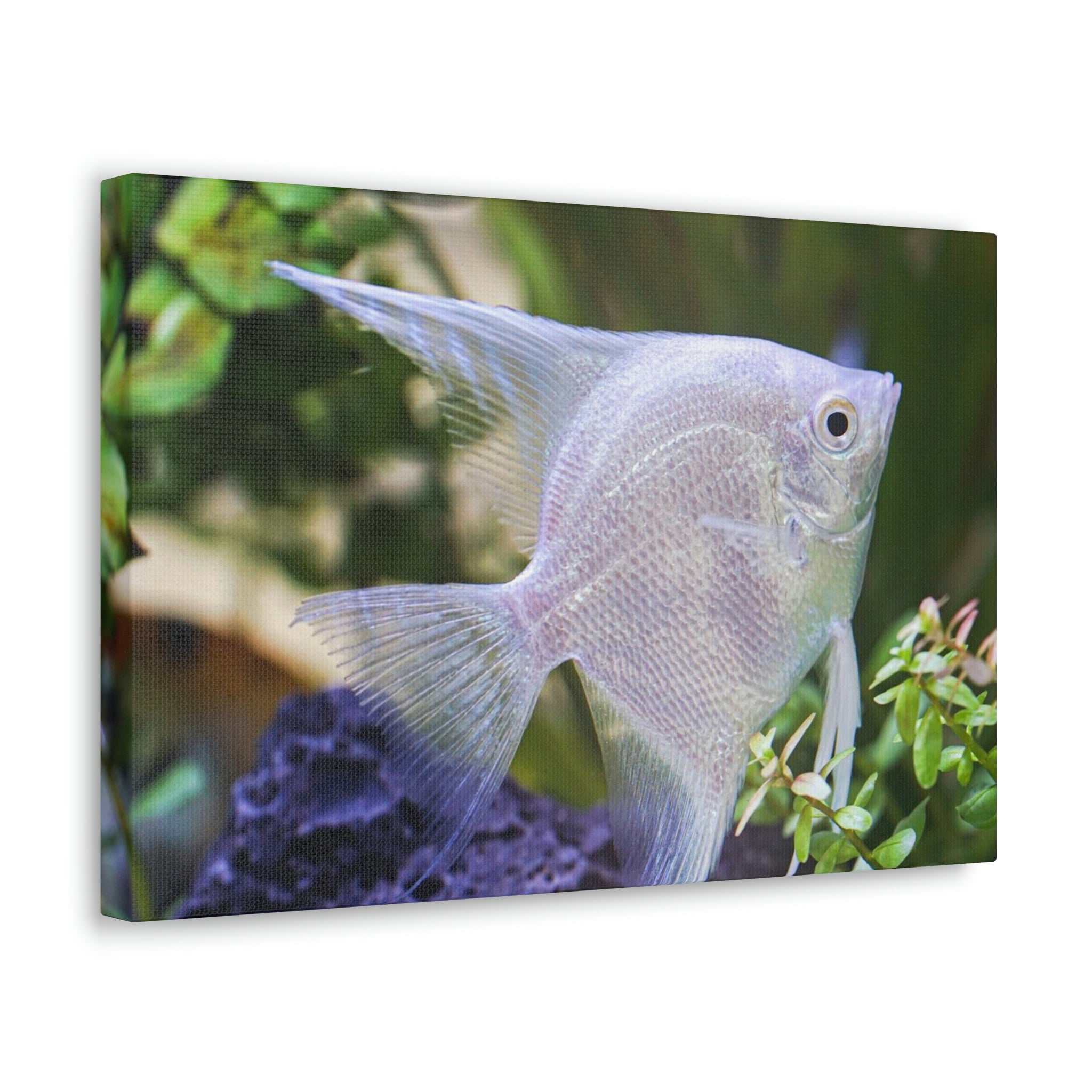 Silver Pearlscale Angelfish