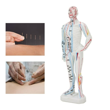LYUMO Human Acupoint Model,Human Acupuncture Model Acupoint Point ...