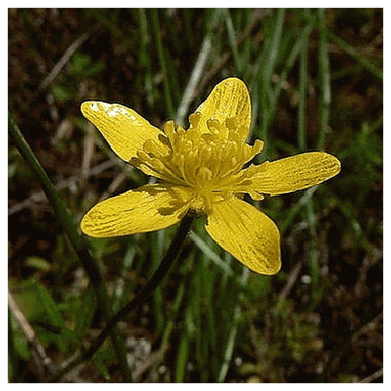 Everwilde Farms - 1 lb Western Buttercup Native Wildflower Seeds - Gold ...