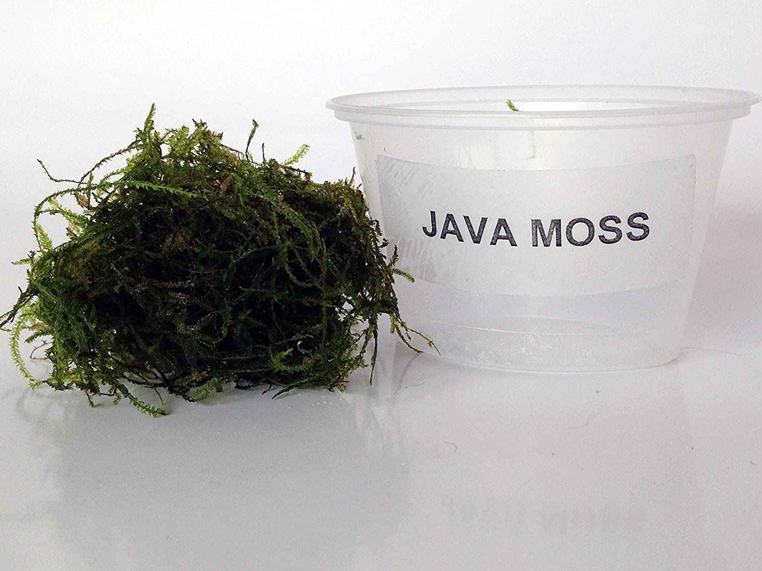 Java Moss