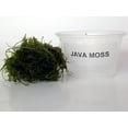 Java Moss - Easy Live Fresh Water Aquatic Plant for Fish Tank, Floating ...